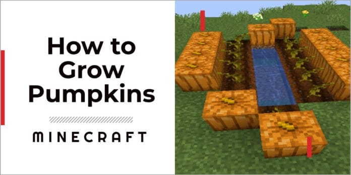 How To Grow Pumpkins In Minecraft 2023 - Complete Guide | GameGrinds