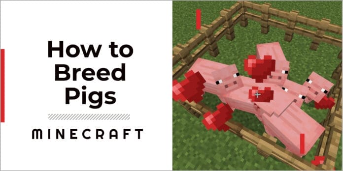 How To Breed Pigs In Minecraft [Complete Guide] | GameGrinds